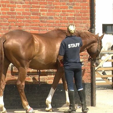 About Snowball Farm - Snowball Farm - Equestrian Centre