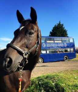 About Snowball Farm - Snowball Farm - Equestrian Centre