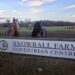 About Snowball Farm - Snowball Farm - Equestrian Centre