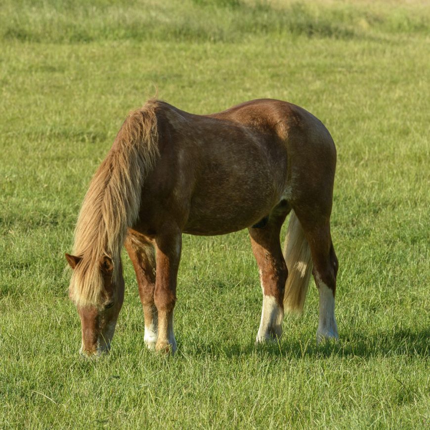 Facilities - Snowball Farm - Equestrian Centre
